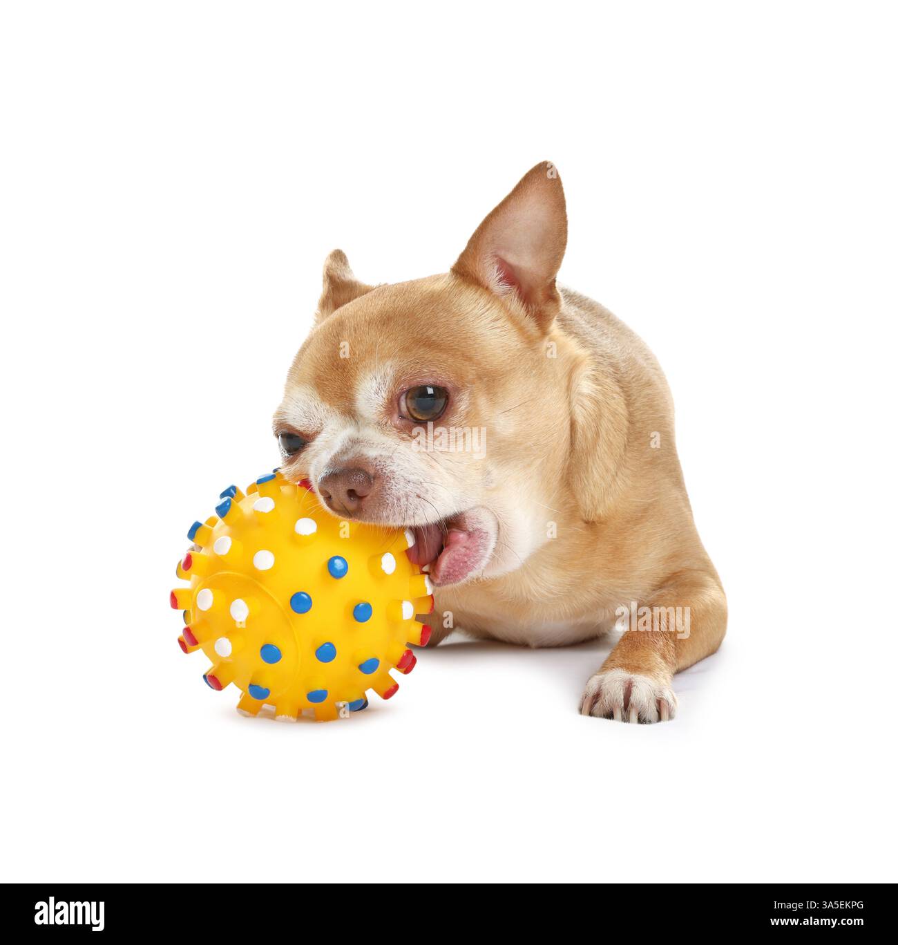 Cute chihuahua dog chewing toy on white background Stock Photo - Alamy