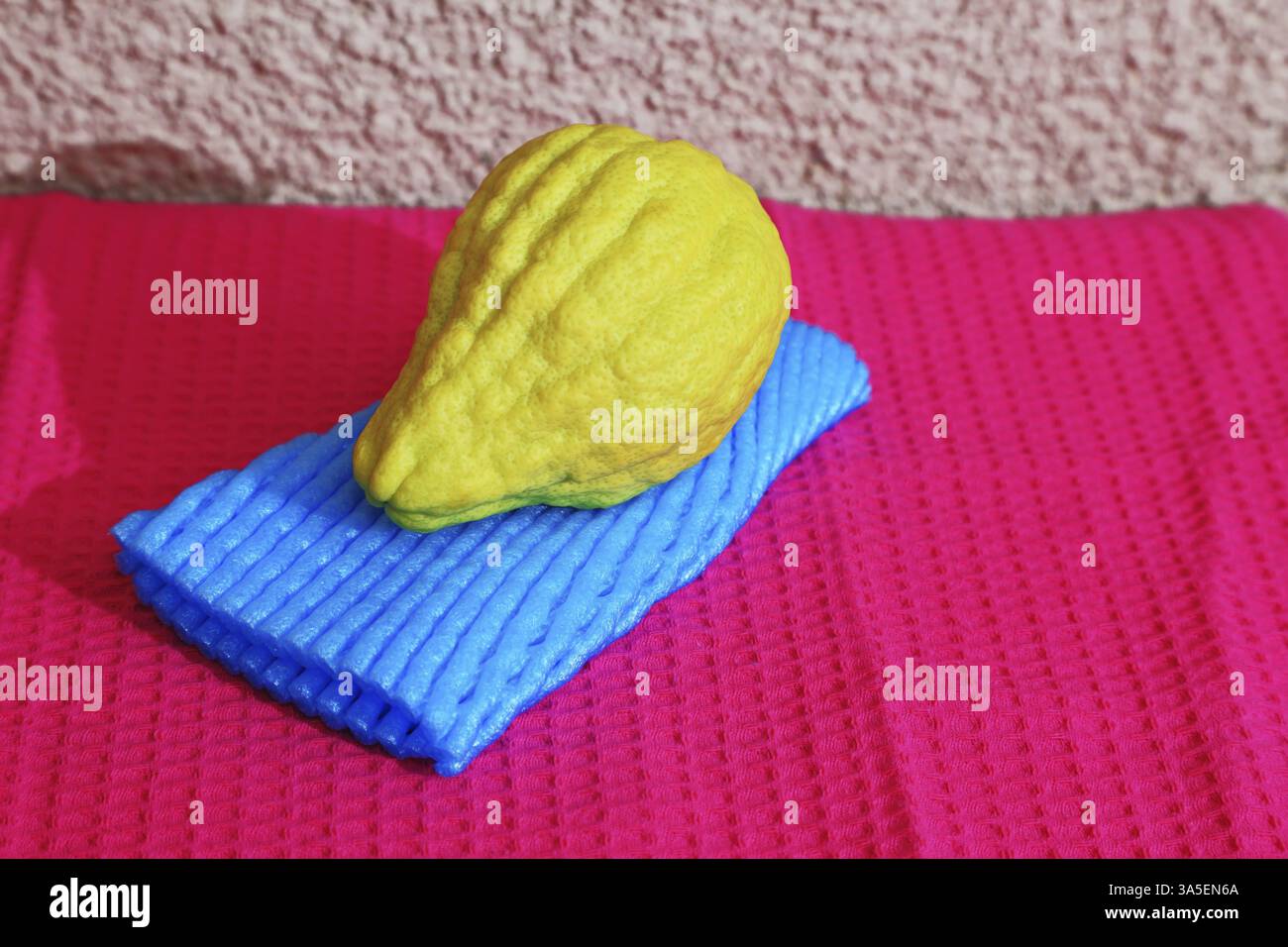 Citron - Etrog - an important ritual fruit for religious Jewish holiday ...