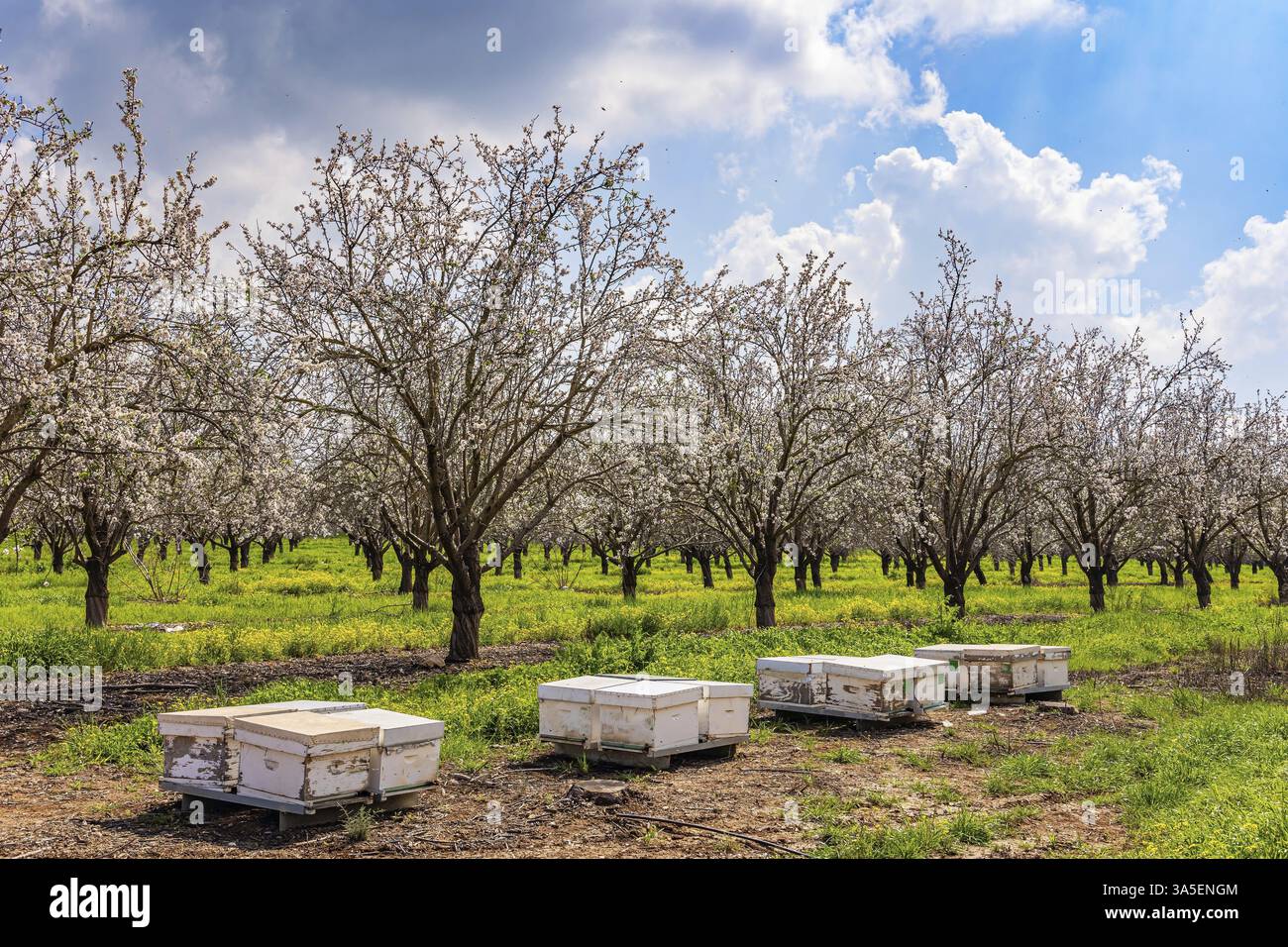 Blooming almond grove. Bee hives stand between rows of trees. Early ...