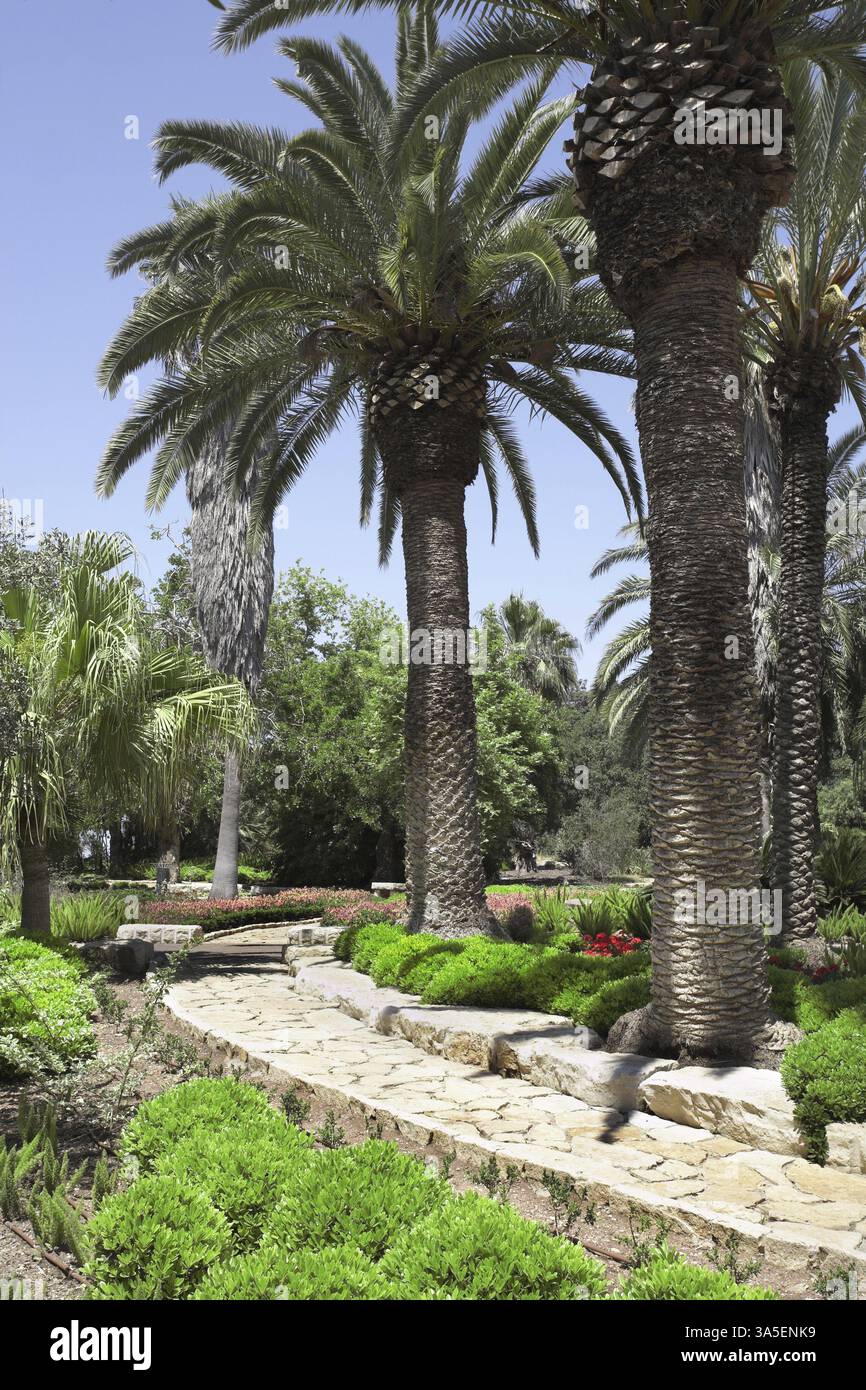 Magnificent park with palm trees, cobbled paths and bright flower beds ...