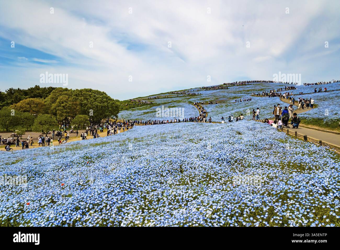 HITACHI SEASIDE PARK, JAPAN, APRIL 26, 2023: Festival - Harmony and ...