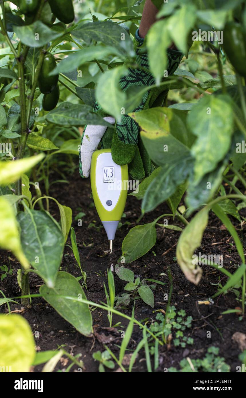Moisture meter tester in soil. Measure soil for humidity with digital ...