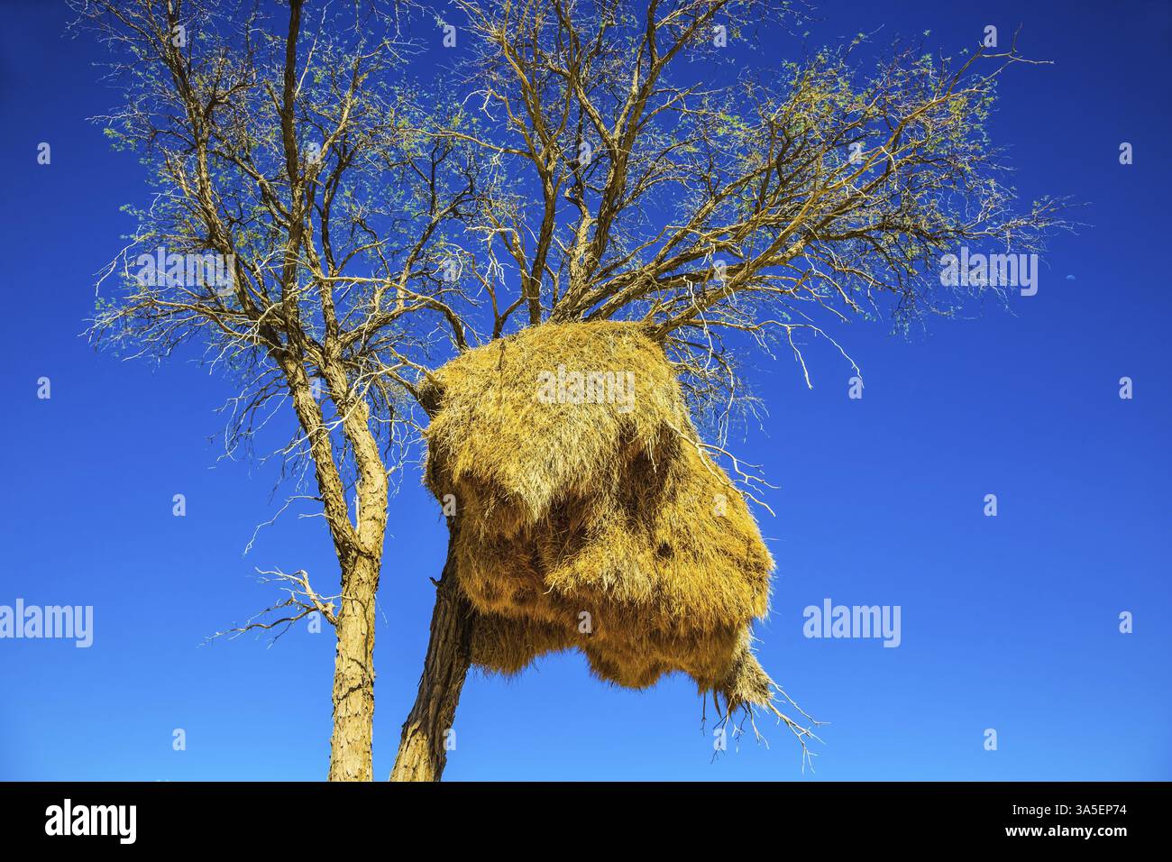 Travel to Namibia, Africa. Huge colony of weaver birds. Jack arranged ...