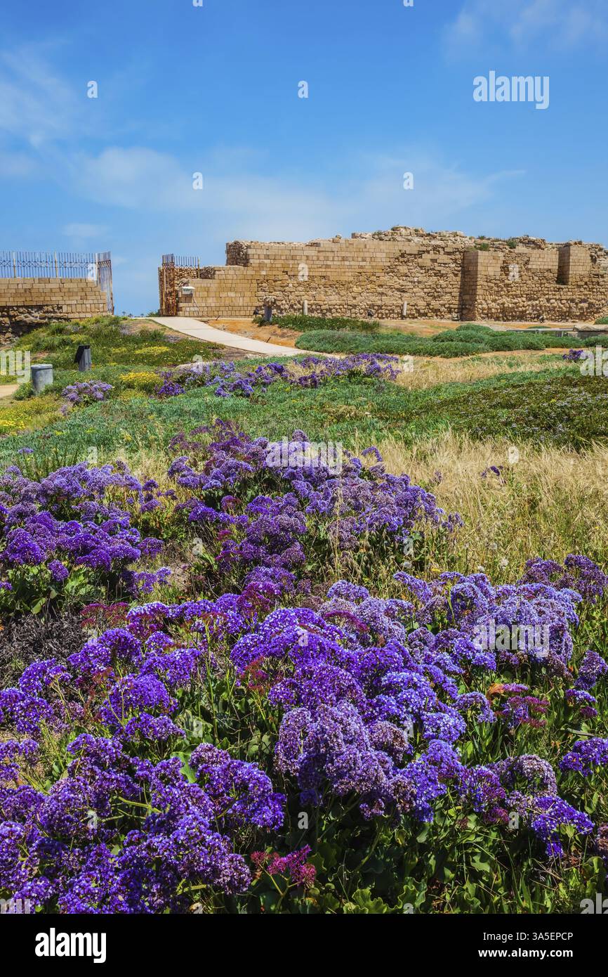 National park Caesarea on the Mediterranean. Israel. The vast field of ...