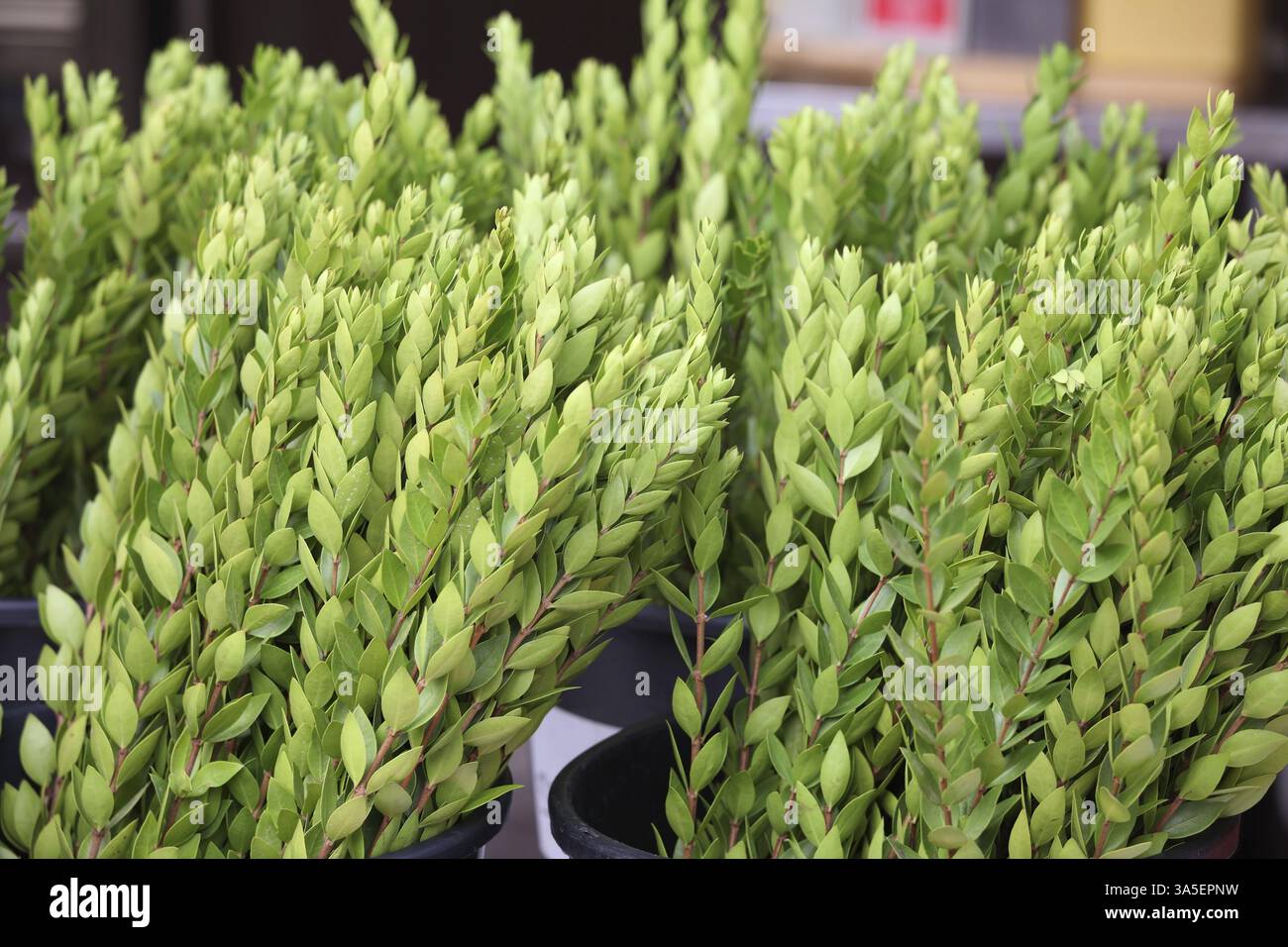 The branches of the plant to the ritual Jewish religious holiday of ...