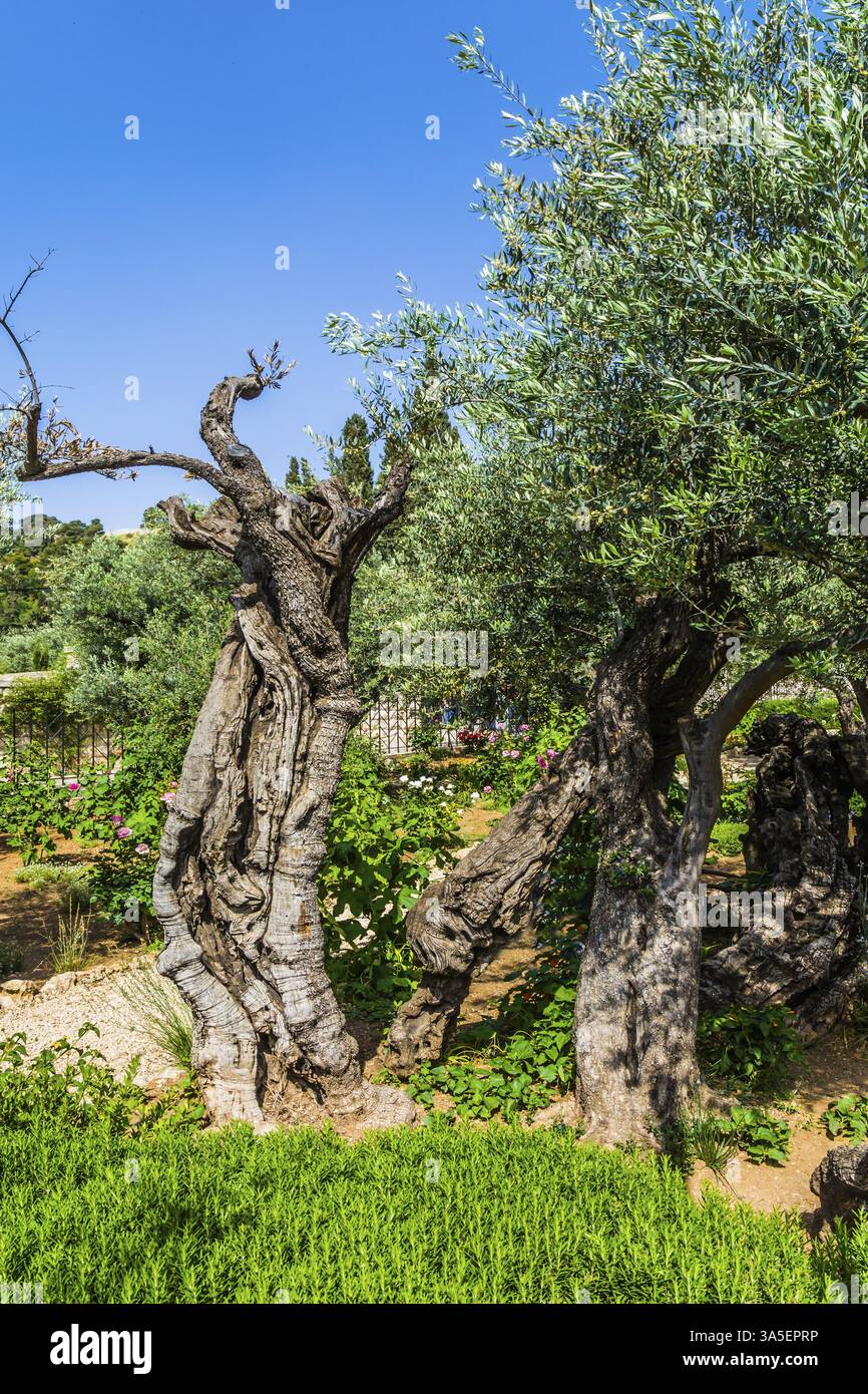 In Gethsemane grow very ancient olives. The ancient and well-kept ...