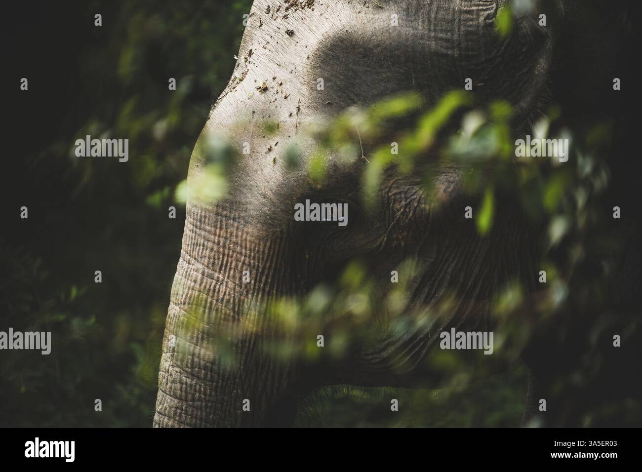 Close-up of an elephant's head in the shade, the eye is clearly visible ...