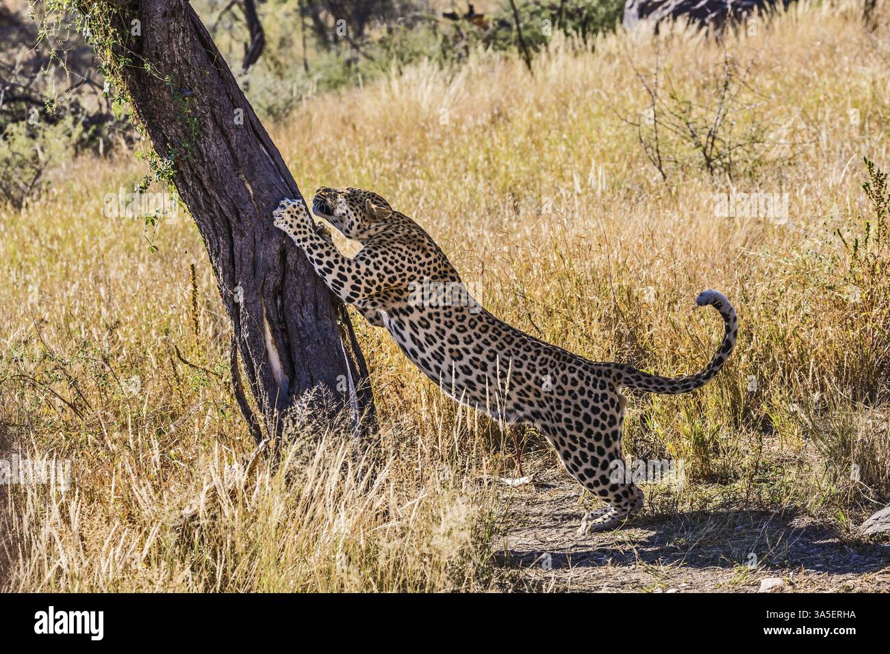 Gorgeous large spotted African leopard sharpens claws on the bark of a ...
