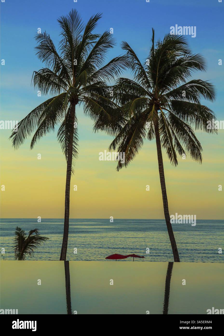 Palm trees reflected in smooth water of the pool on the beach. Delicate ...