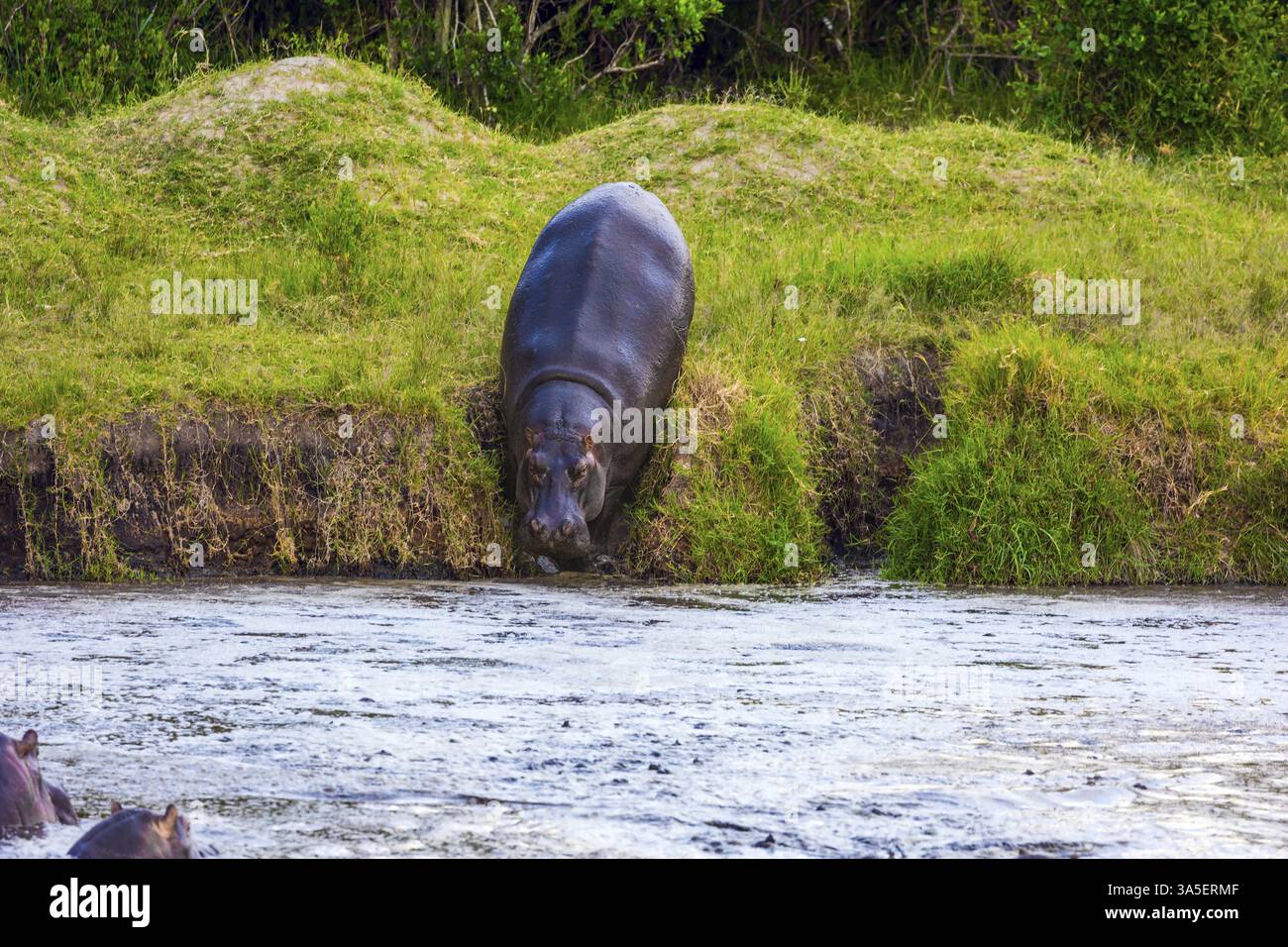 Huge hippo descends to the lake. Hippopotamus is one of the largest ...