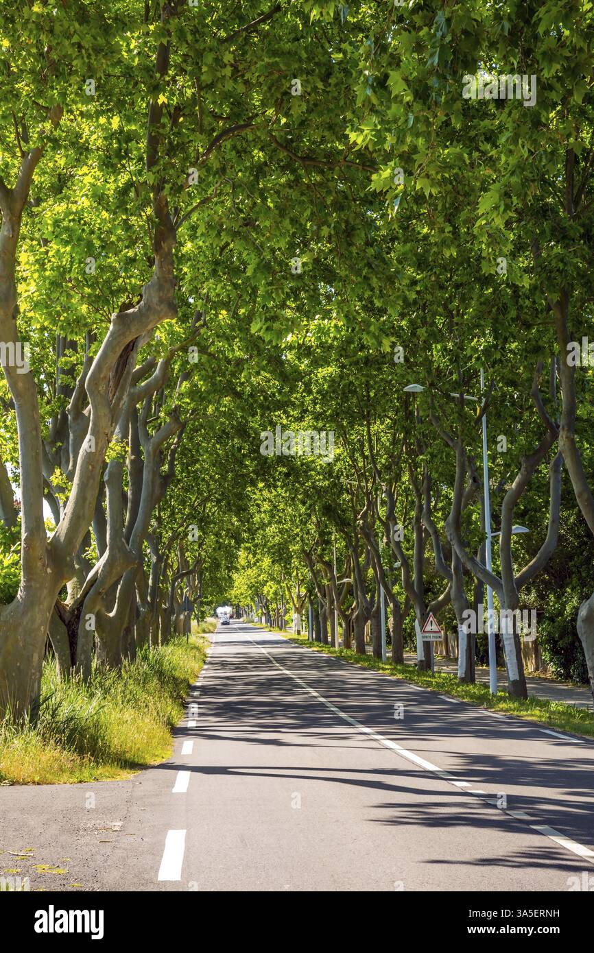 Shady road in countryside hi-res stock photography and images - Alamy