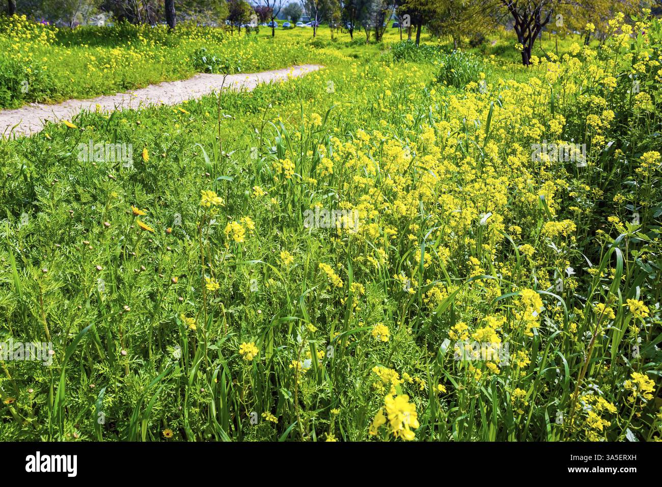 Israel. Spring festival in Beeri, on the border with the Gaza Strip ...