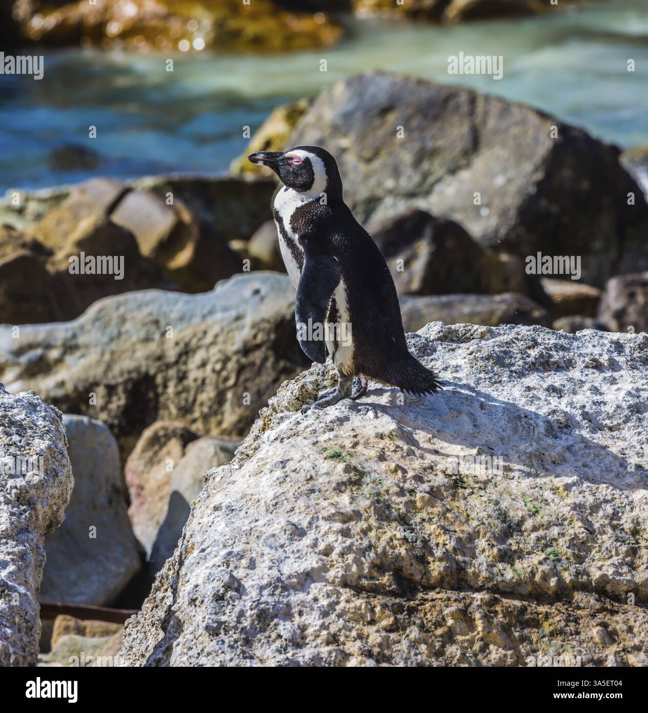 Boulders Penguin Colony. Huge boulders and black-white penguin on the ...