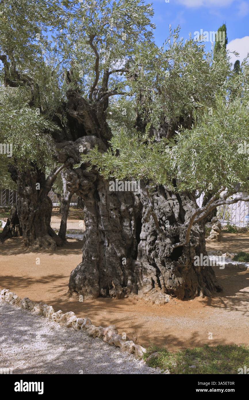 Eternal holy Jerusalem. One of the eight very ancient olive trees in ...