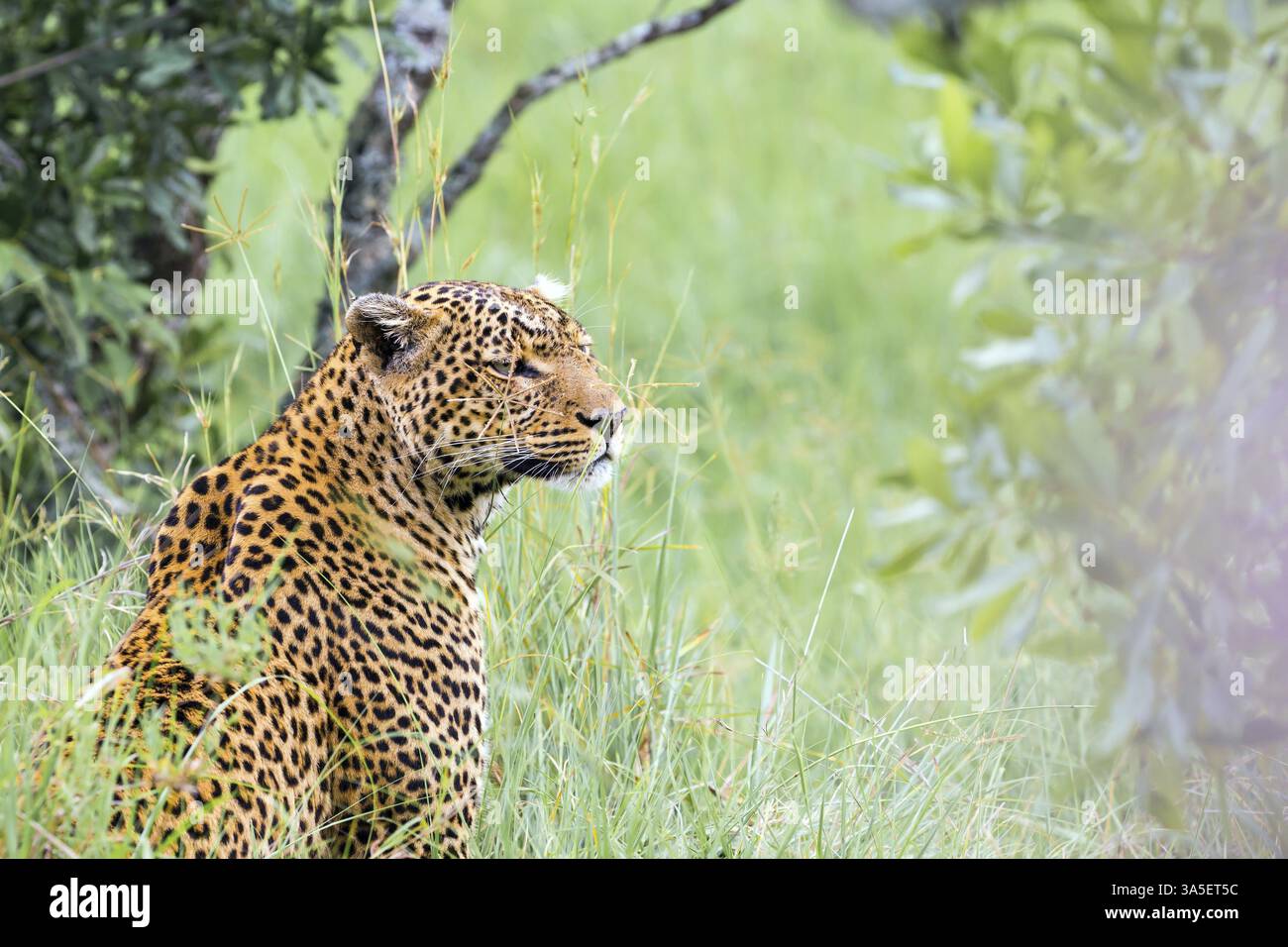 The famous Masai Mara Reserve in Kenya. Grassy savannah. Leopard is ...