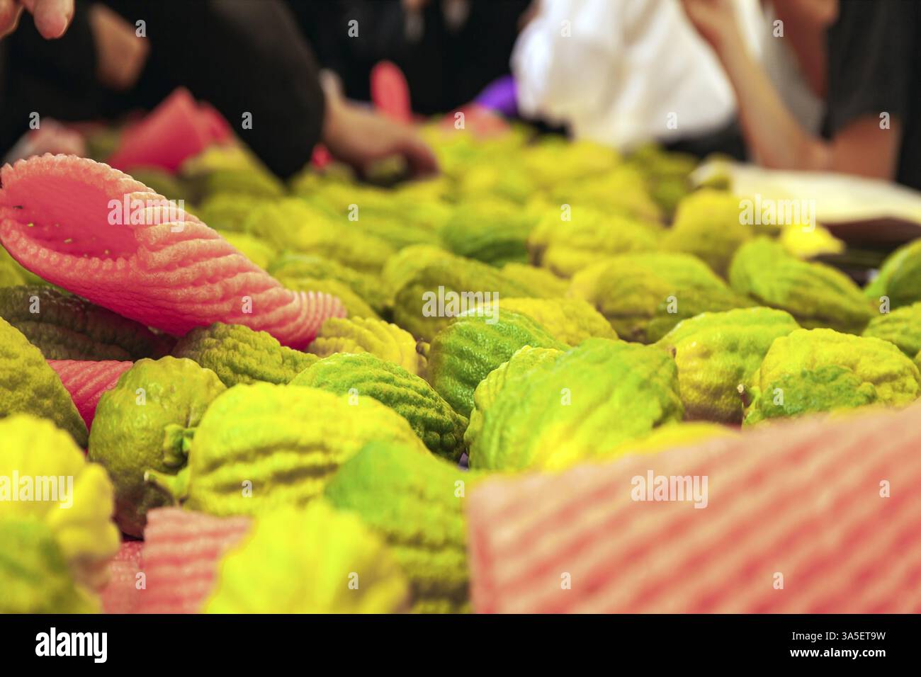 Etrogs. Sukkot - the Feast of booths - is one of the main holidays of ...