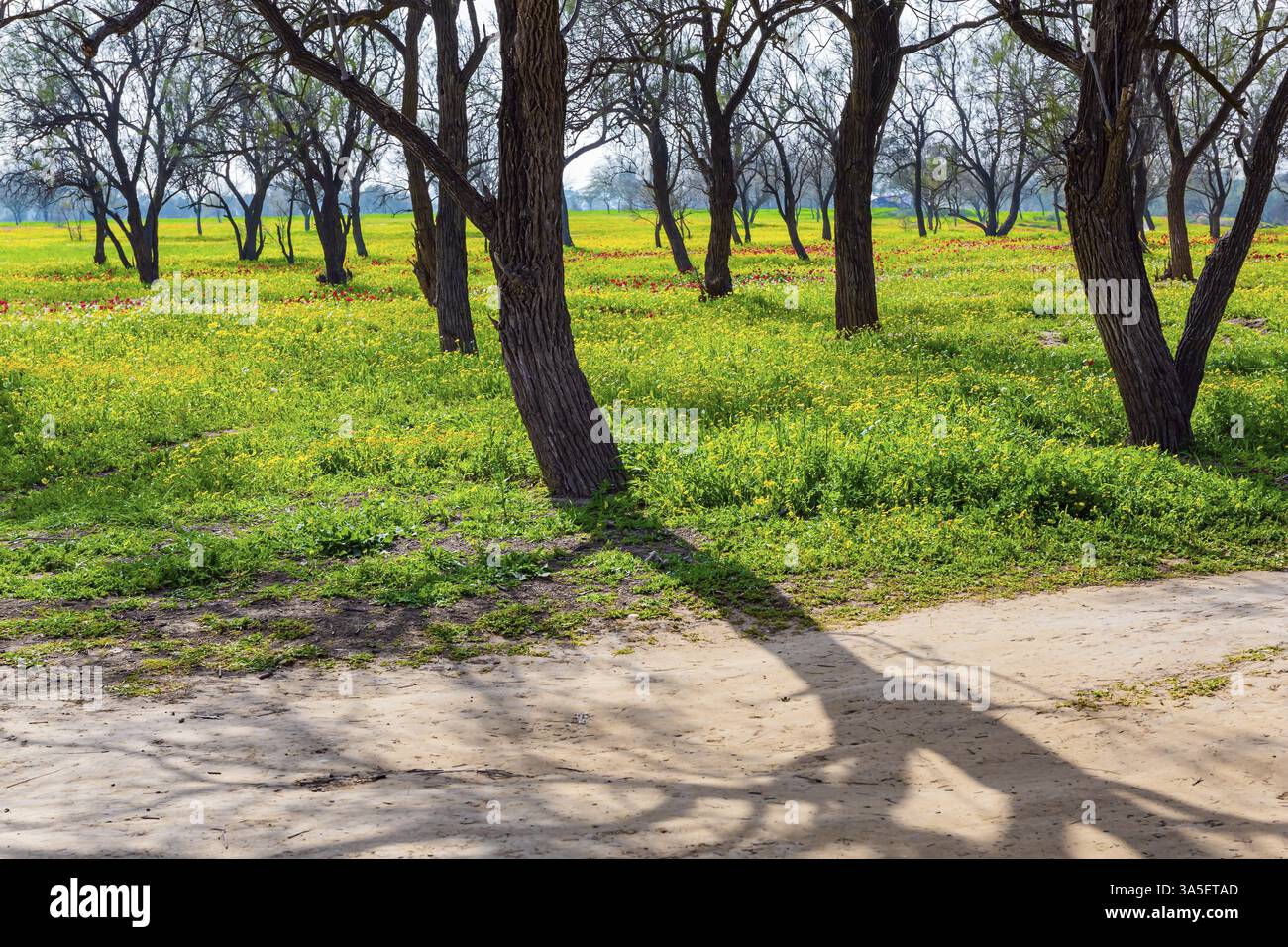 Magnificent spring in Kibbutz Beeri. Israel. Spring festival in Beeri ...
