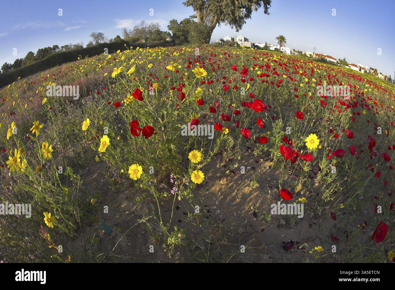 Short spring in desert. A magnificent flower carpet in desert in the ...