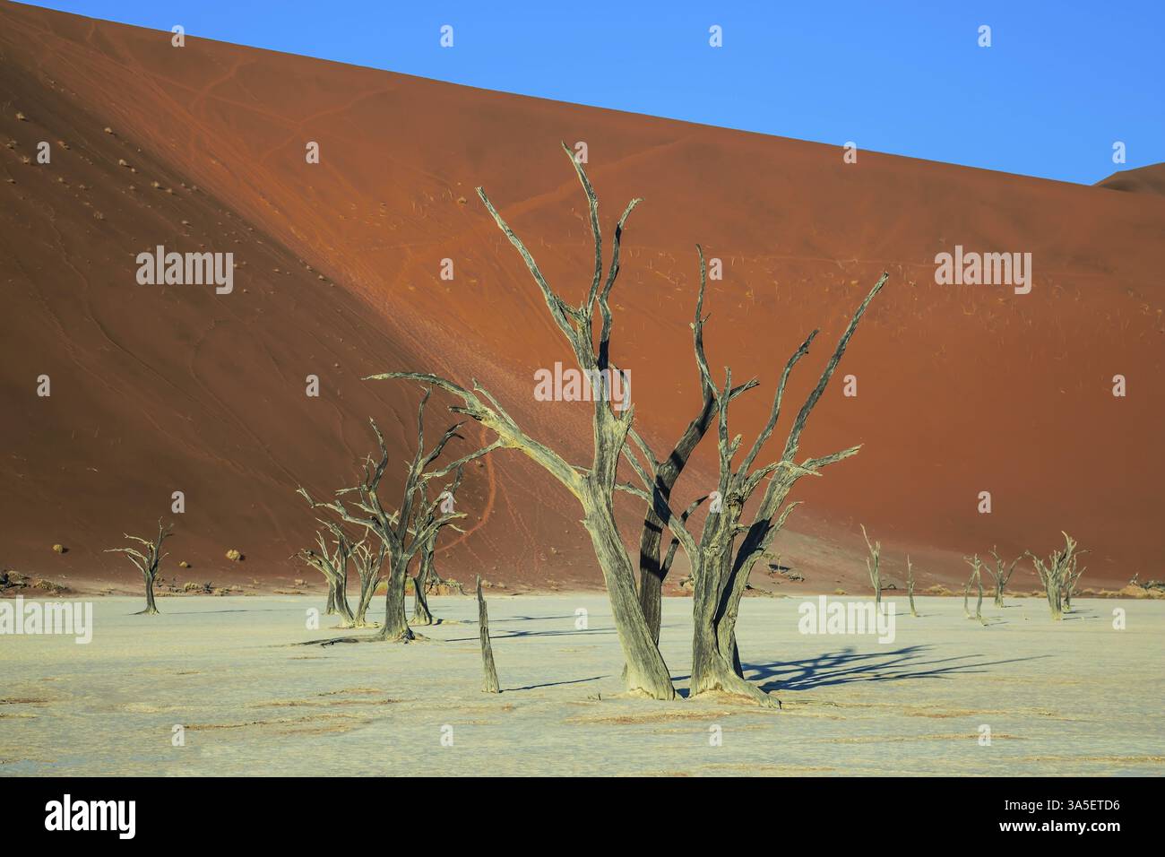 Ecotourism in Namibia. The dried lake Deadvlei. Dried trees among the ...