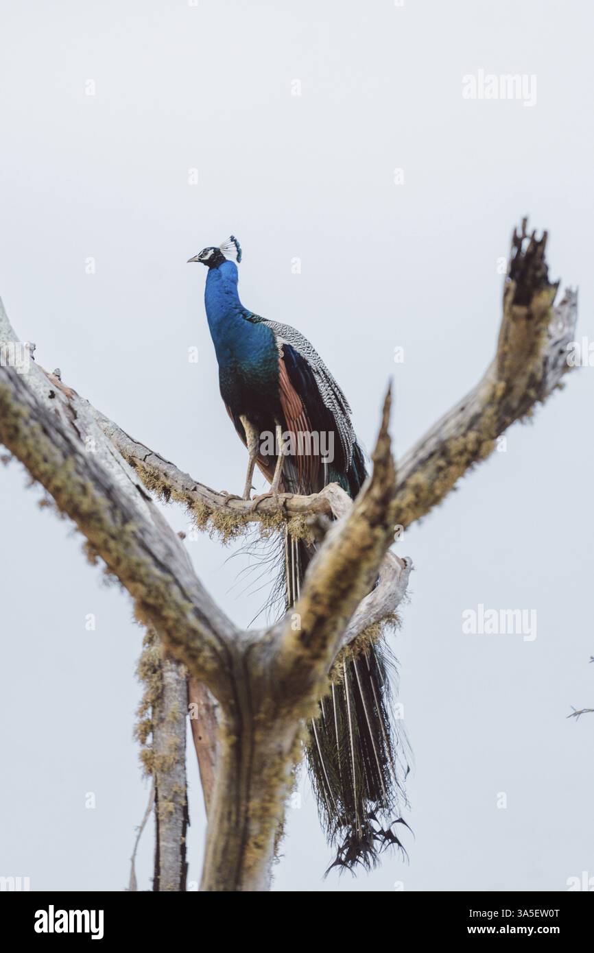 A colourful peacock sits proudly on a branch against the sky, Yala ...
