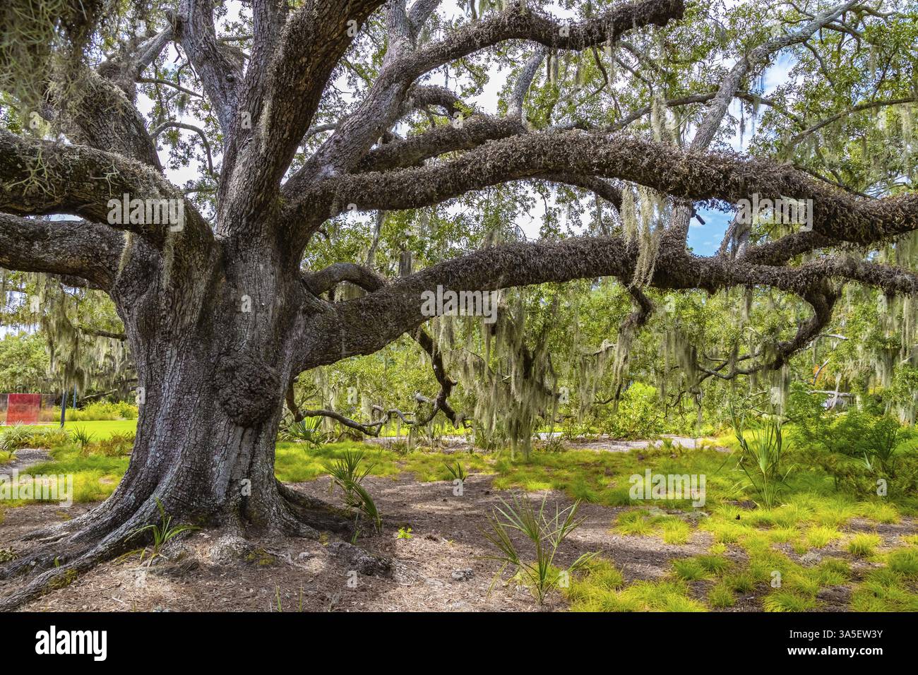 Centenary oak trees decorate the park alleys. The magnificent City Park ...