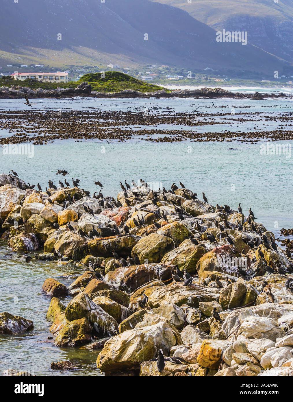 South Africa. Stone Spit-Peninsula in the Gulf of Ocean. African black ...