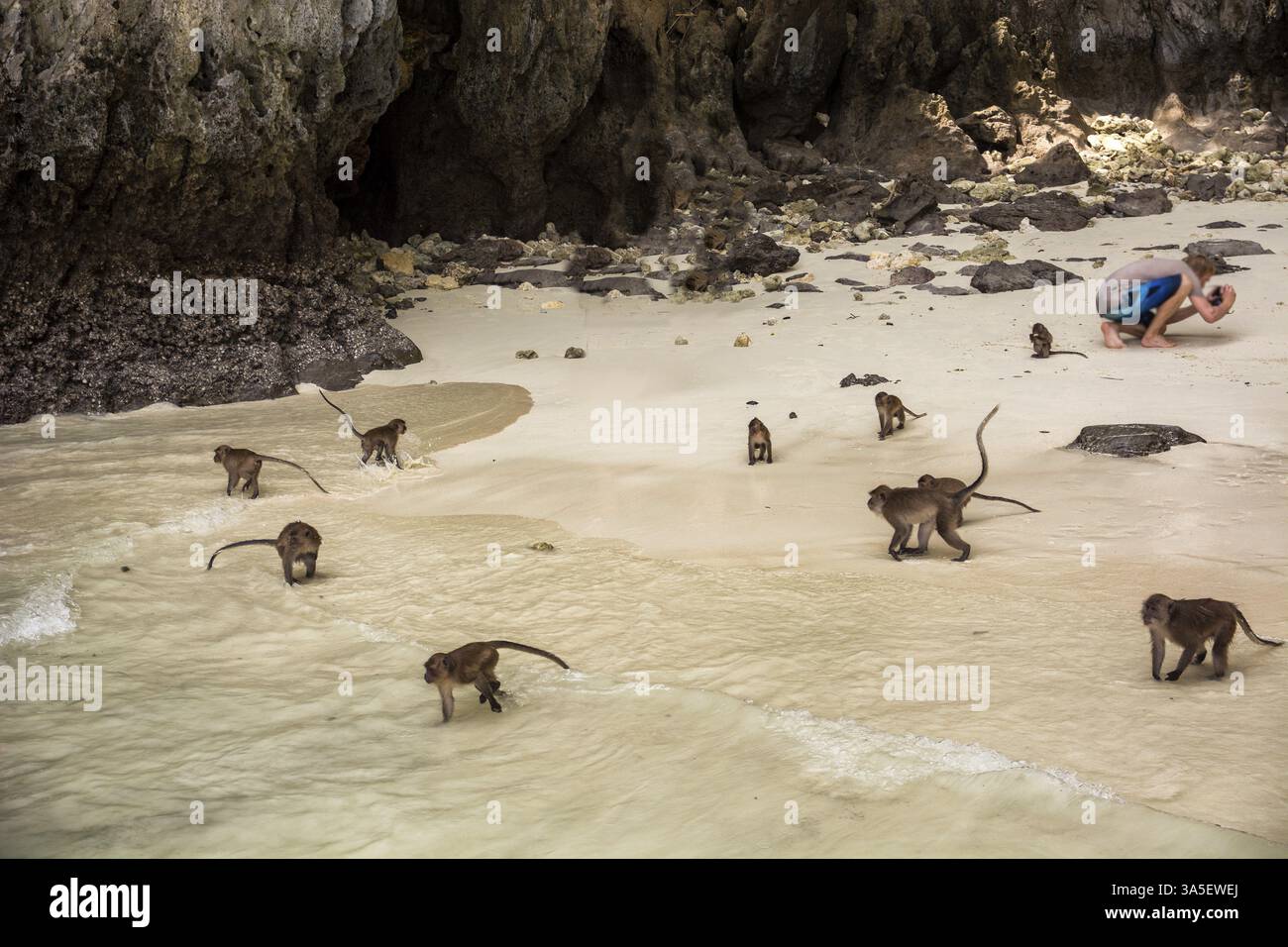 Several small monkeys on a beach in island in Thailand Stock Photo - Alamy