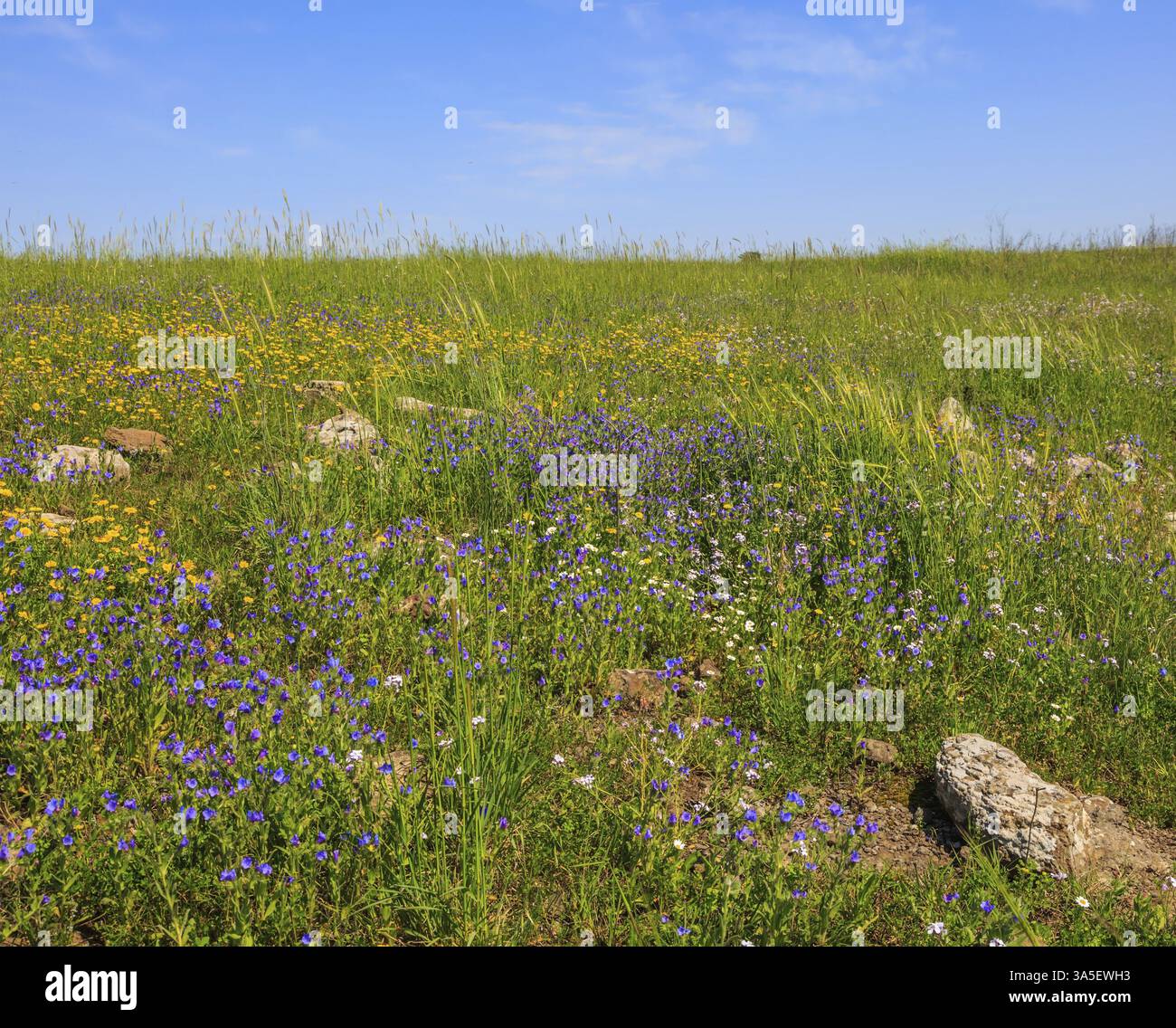 Flat hills are covered with a continuous carpet of wild flowers. The ...
