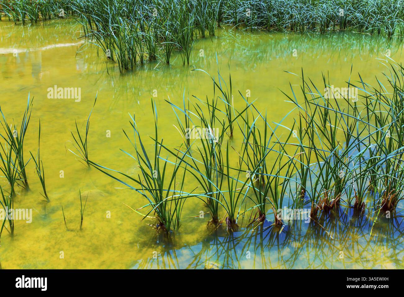 Marsh grass grows picturesquely in still waters of the source Zin ...