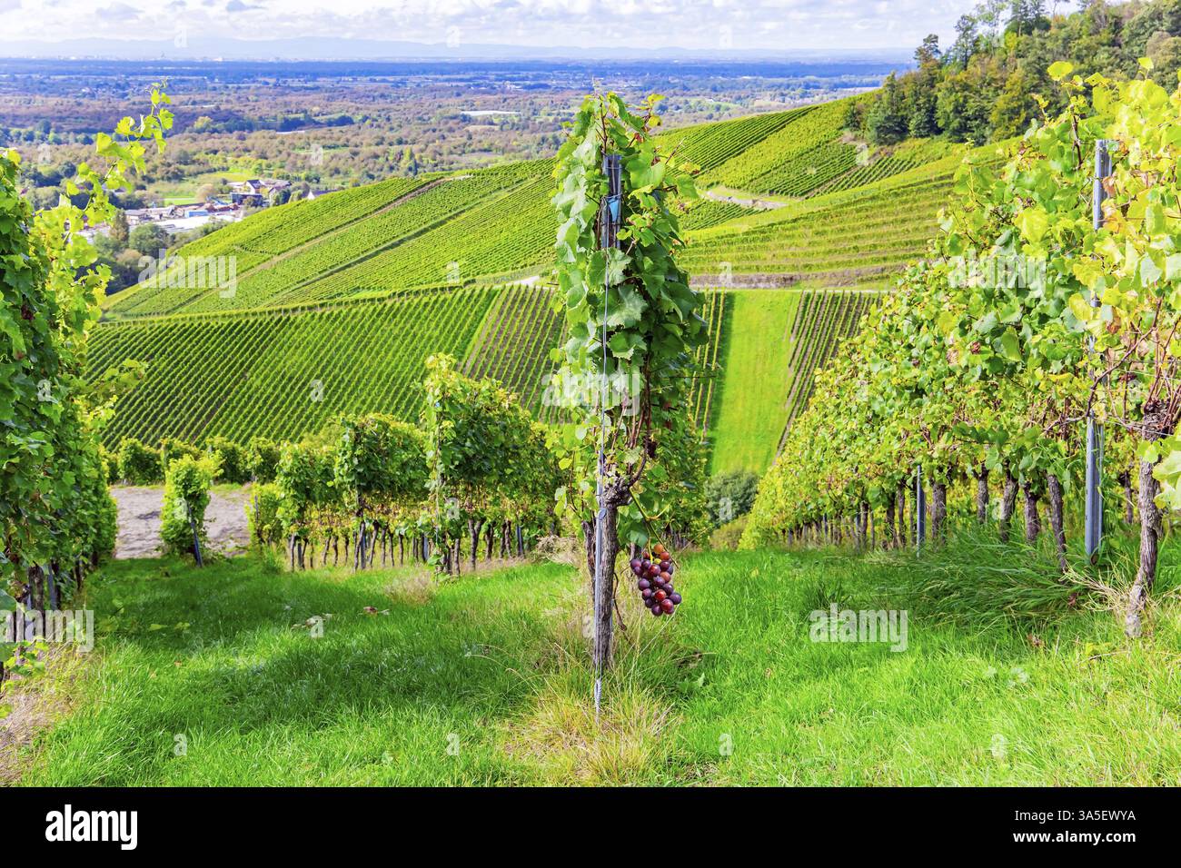 The even rows of grape bushes are picturesquely illuminated by the ...