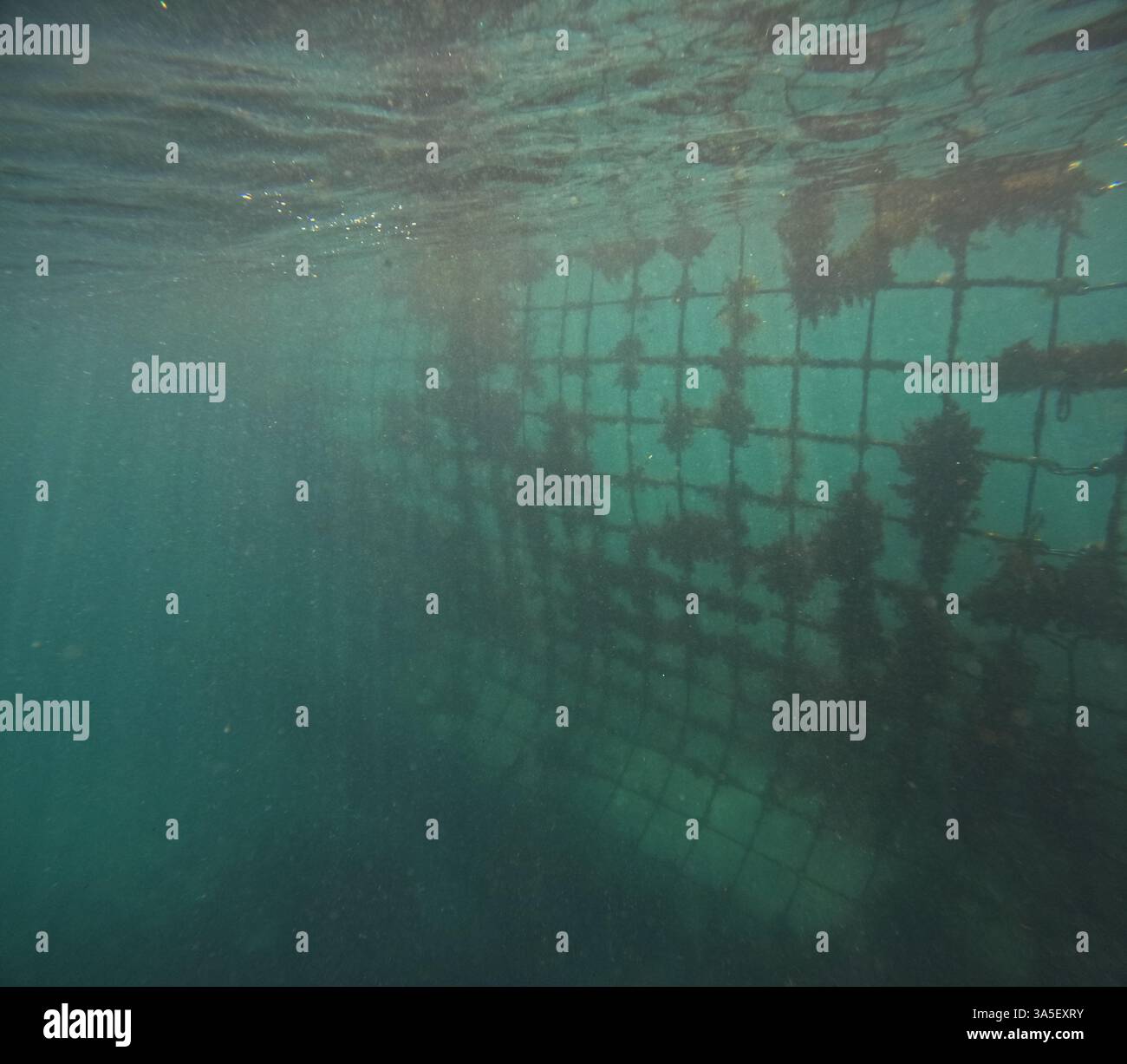 Growth of seaweeds and other organisms on the shark eco-barrier by late ...