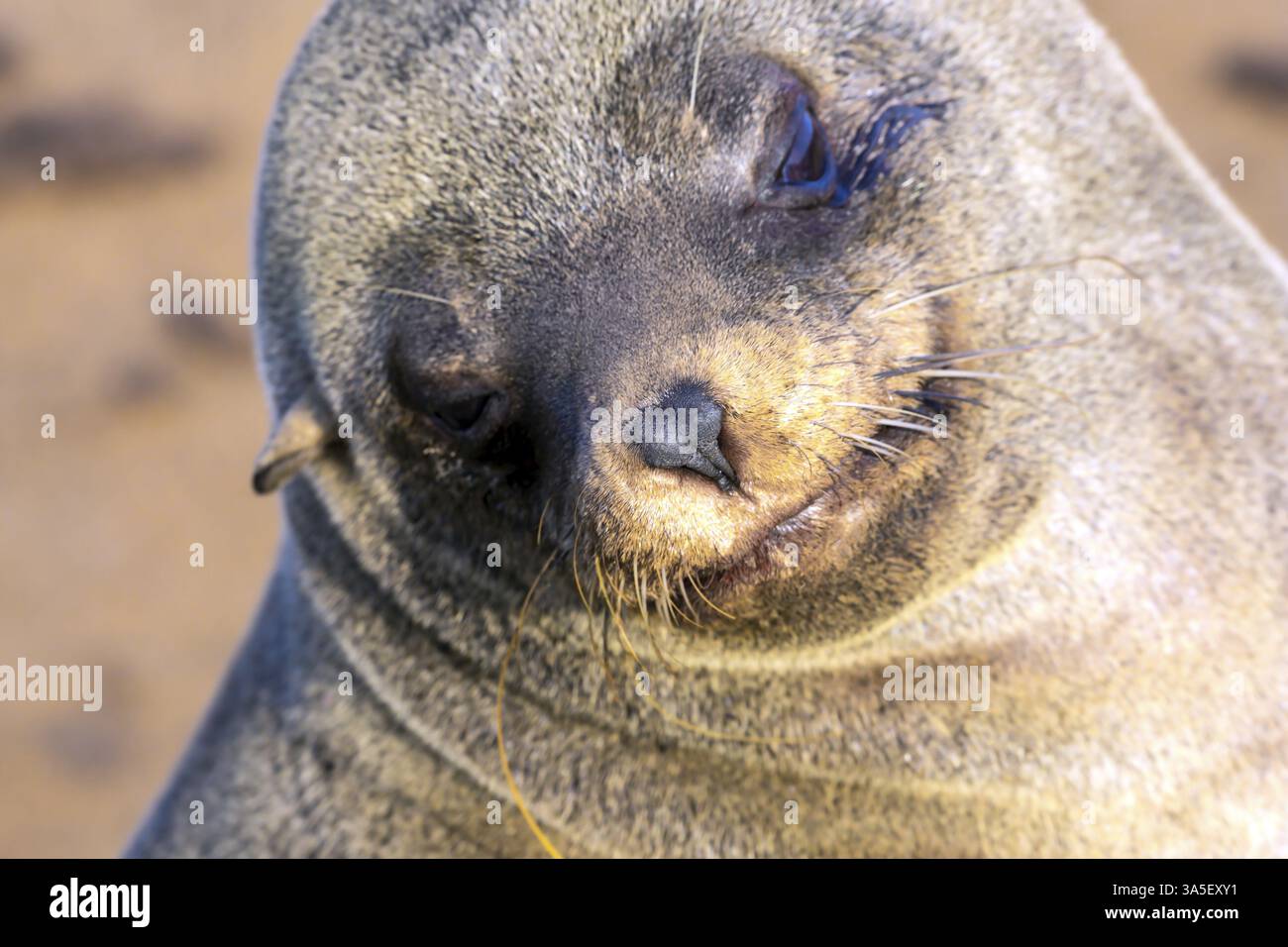 Charming marine mammals. Large animals - eared seals bask in the sun ...