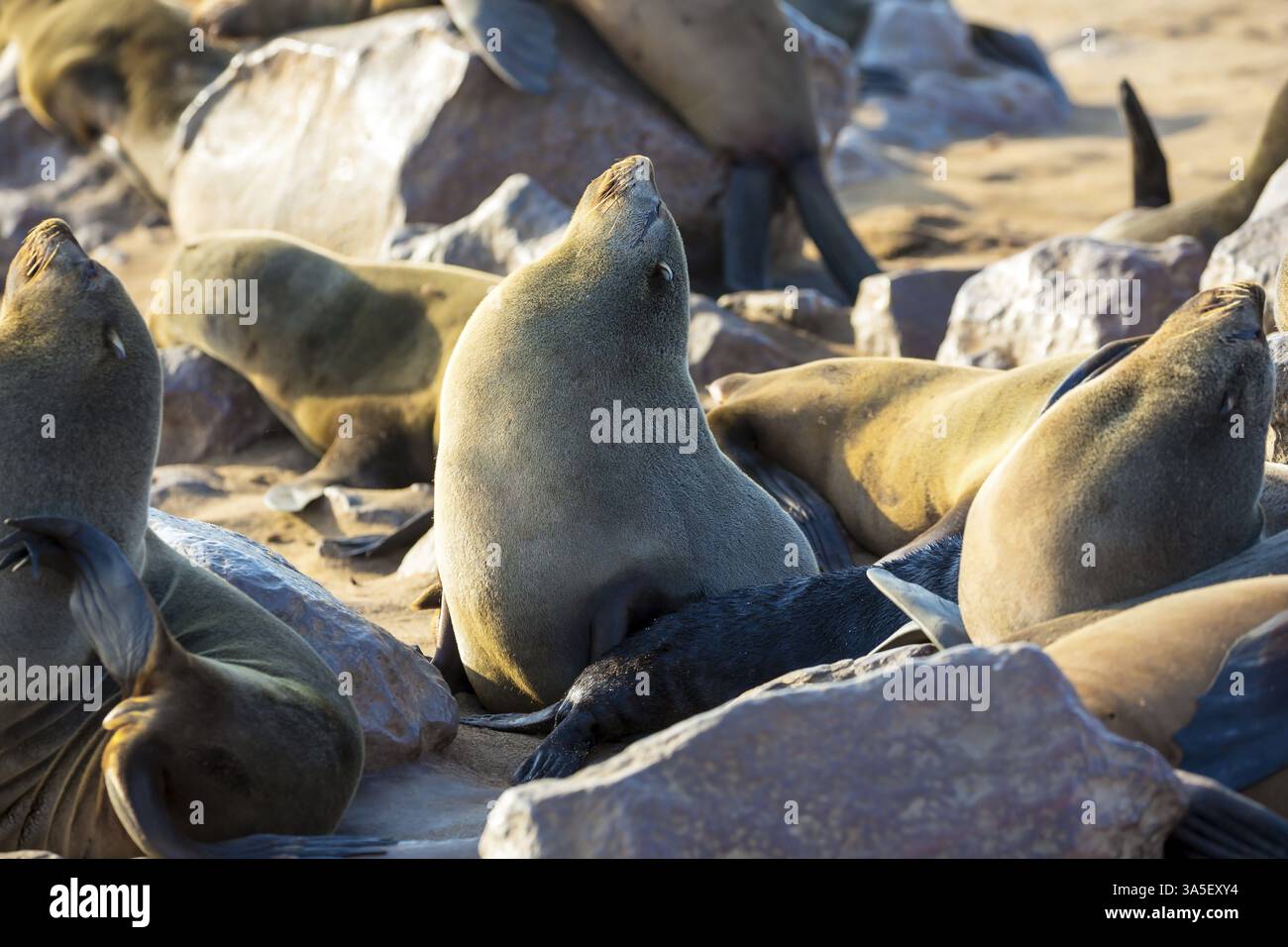 Charming marine mammals. Sunny cold and windy day. Colony of fur seals ...