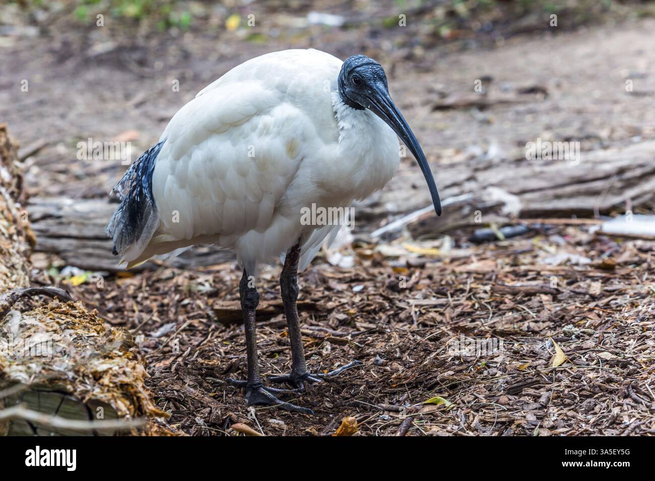 Kiwi bird is a flightless bird, endemic to New Zealand. Informal emblem ...