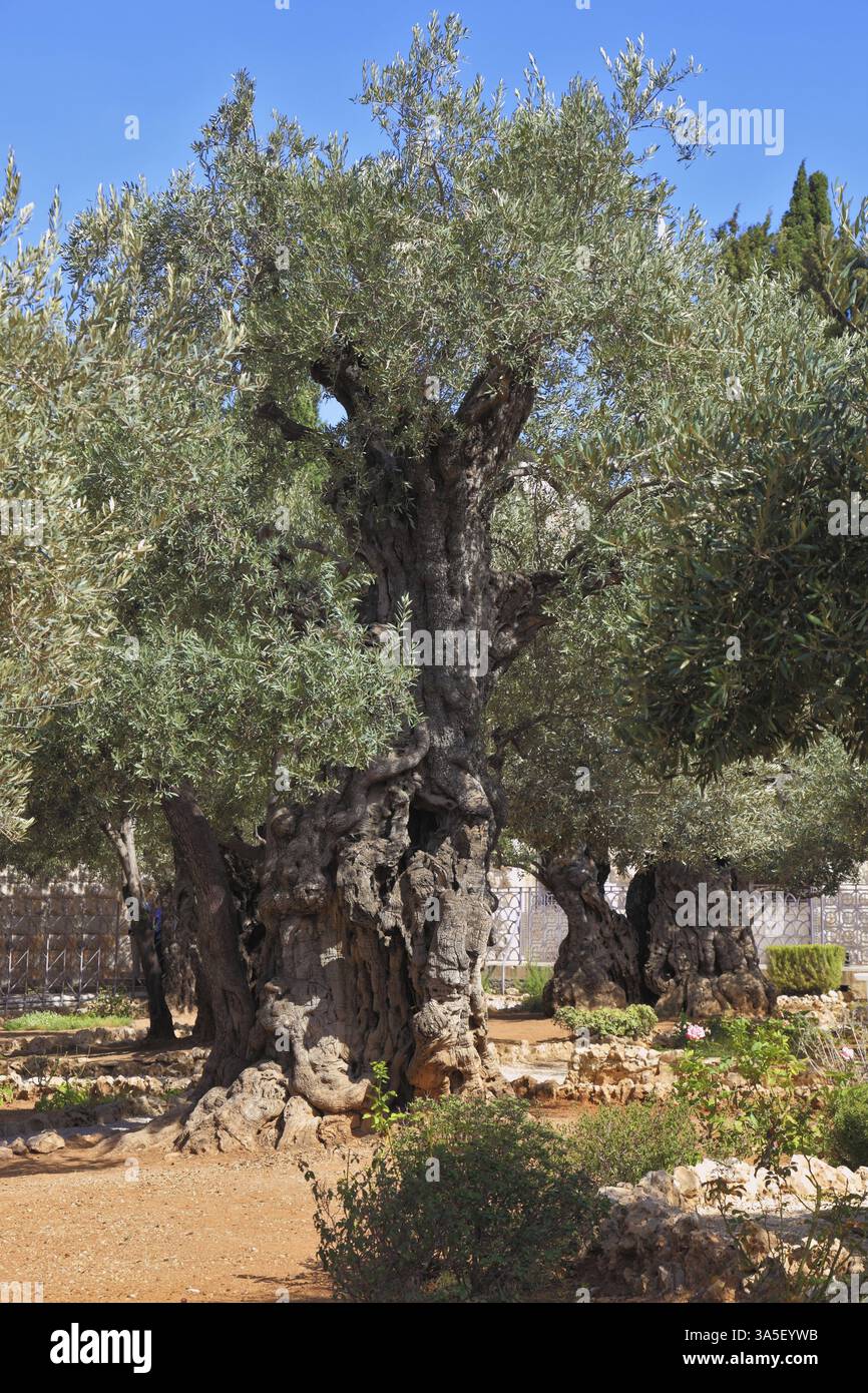 The path between the old olive trees in the Garden of Gethsemane ...