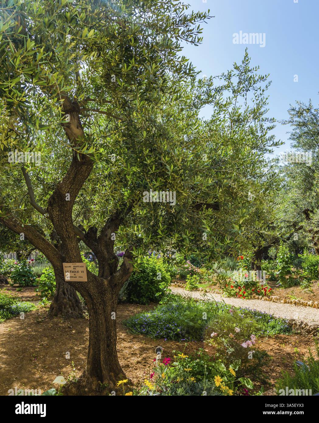 Gethsemane Garden on the Mount of Olives in ancient Jerusalem ...