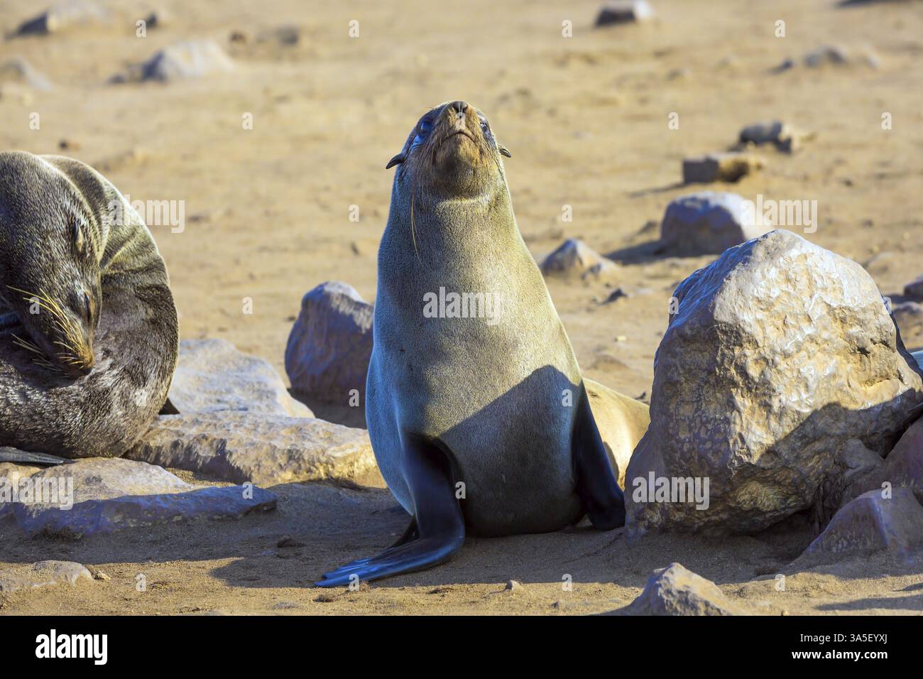 Charming marine mammals. Large animals - eared seals bask in the sun ...