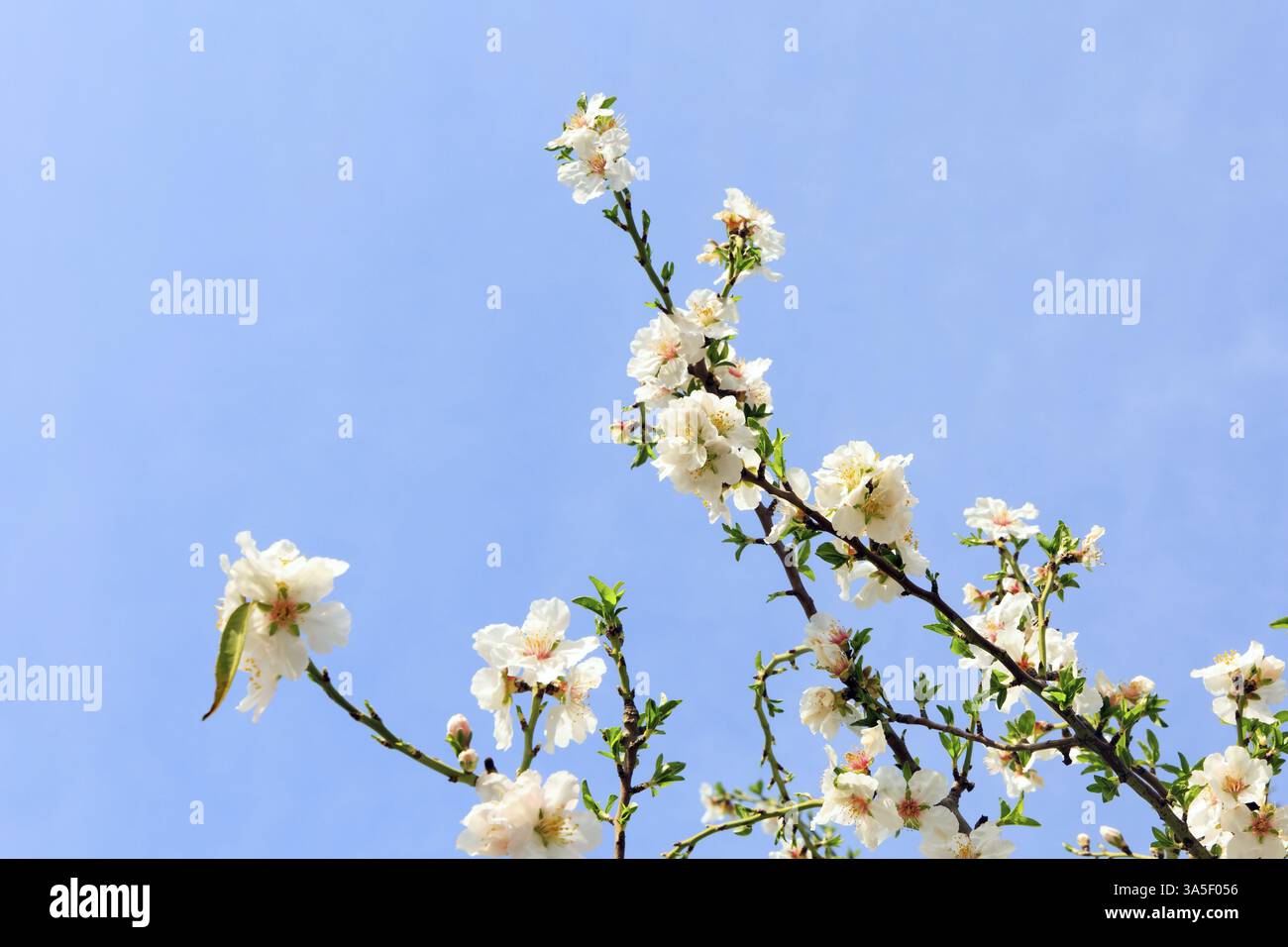 Mideast migdal hi-res stock photography and images - Alamy