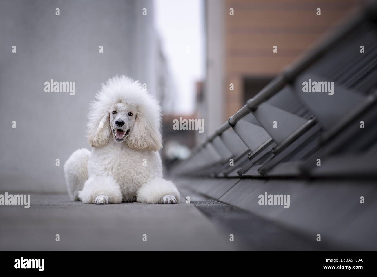 white Giant Poodle Stock Photo - Alamy