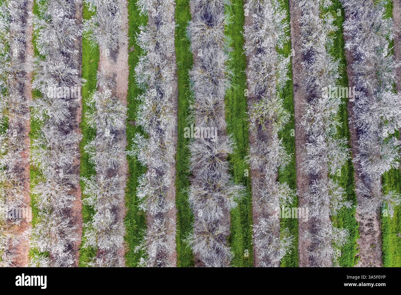 Shooting from bird's eye view, from drone. Huge flowering almond grove ...