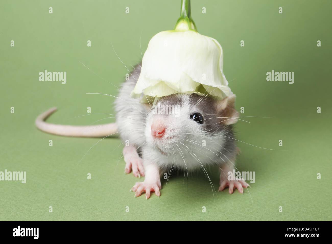 Adorable animal with flower on head hi-res stock photography and images ...