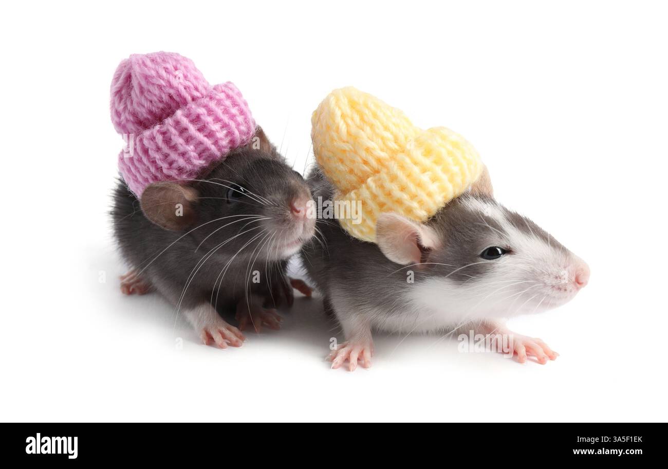 Cute rats in hats on white background Stock Photo - Alamy