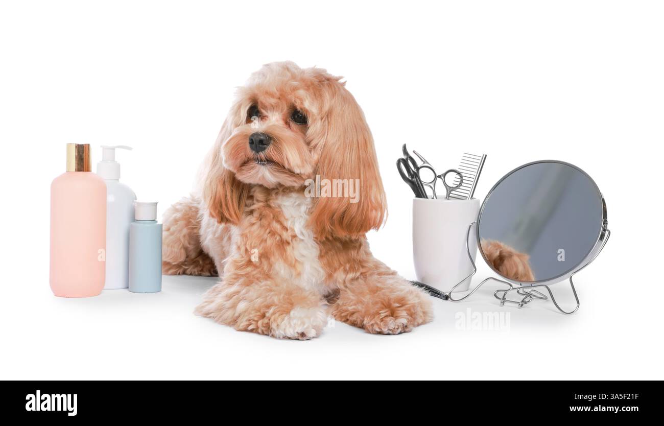 Cute dog and grooming tools on white background Stock Photo - Alamy