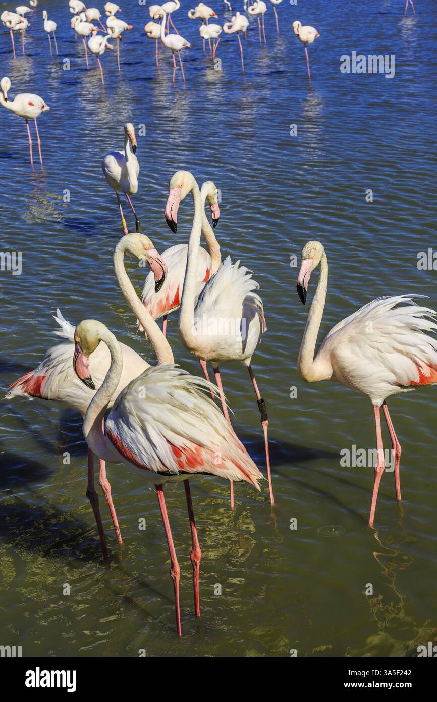 A flock of adorable pink flamingos. Exotic birds standing in a shallow ...