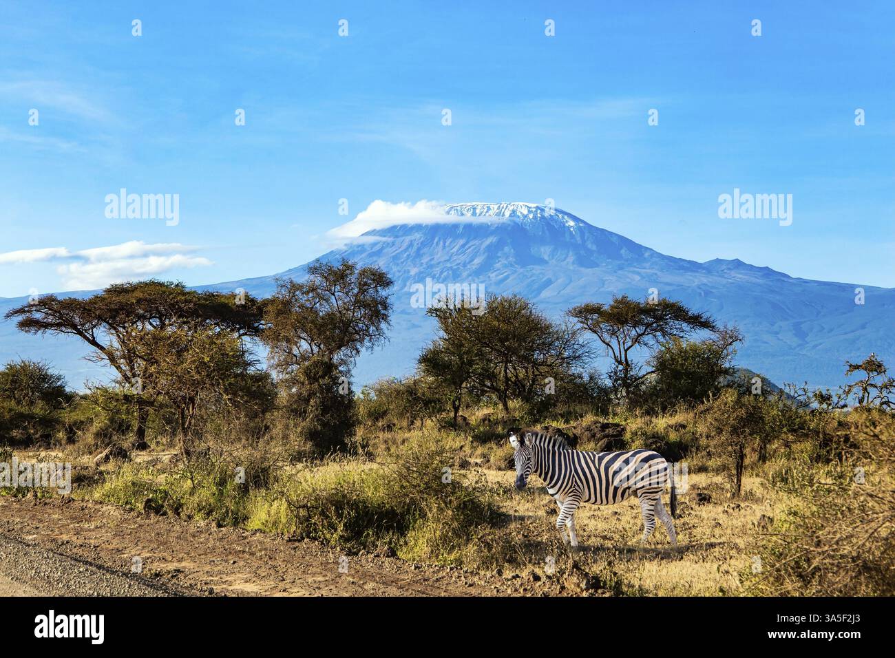 Zebra in Amboseli park. The famous snow-capped Mount Kilimanjaro ...