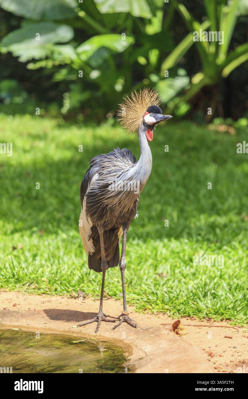 Picturesque bird in the South American zoo of exotic tropical birds ...