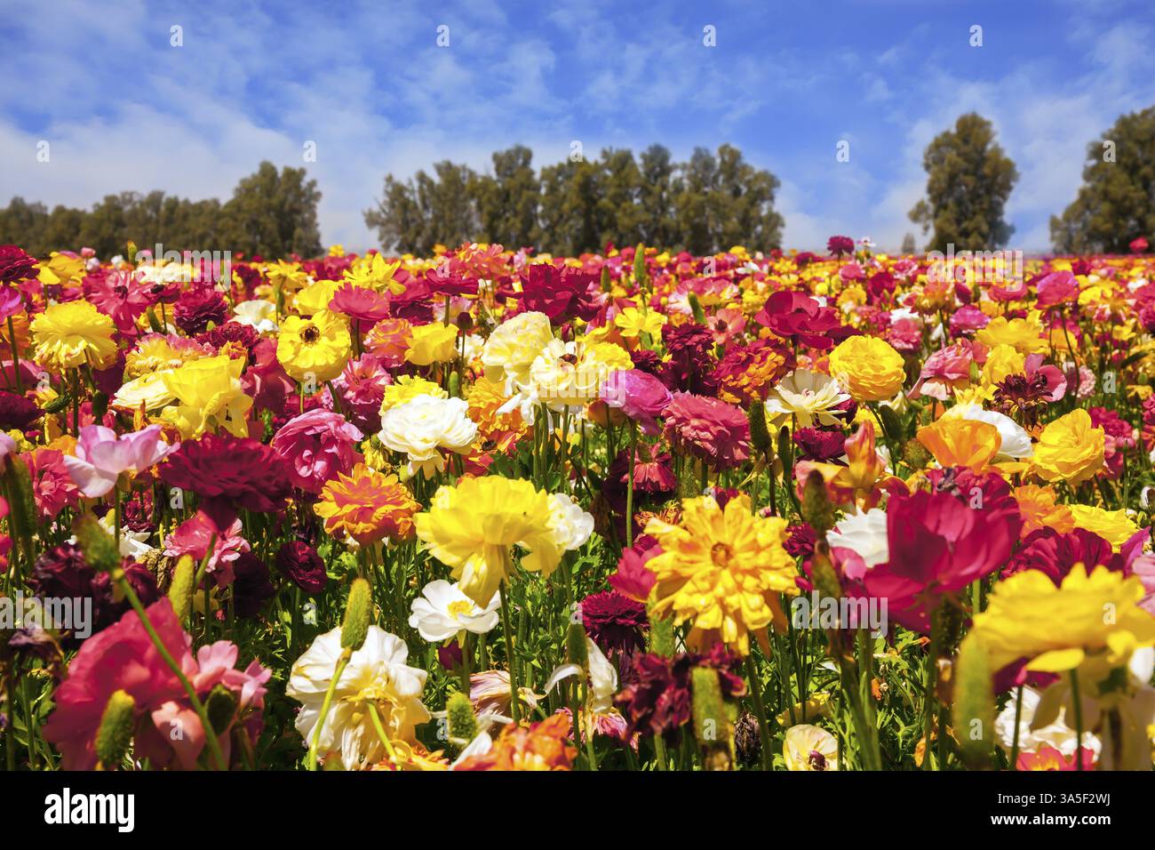 Multi-colored large garden buttercups. Beautiful sunny spring day. The ...