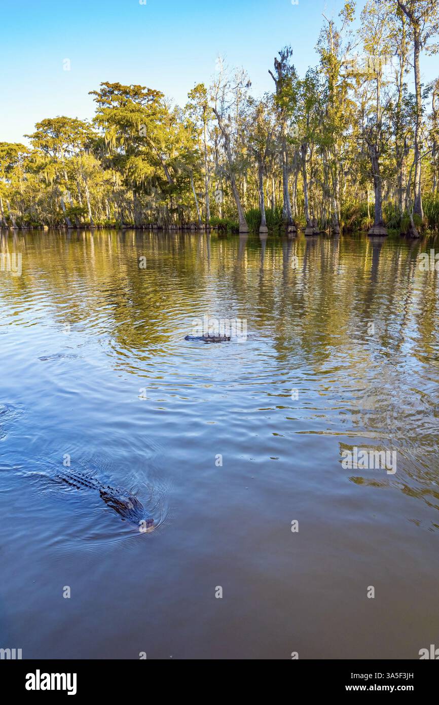 Alligators in their natural habitat. Rich wildlife in the New Orleans ...