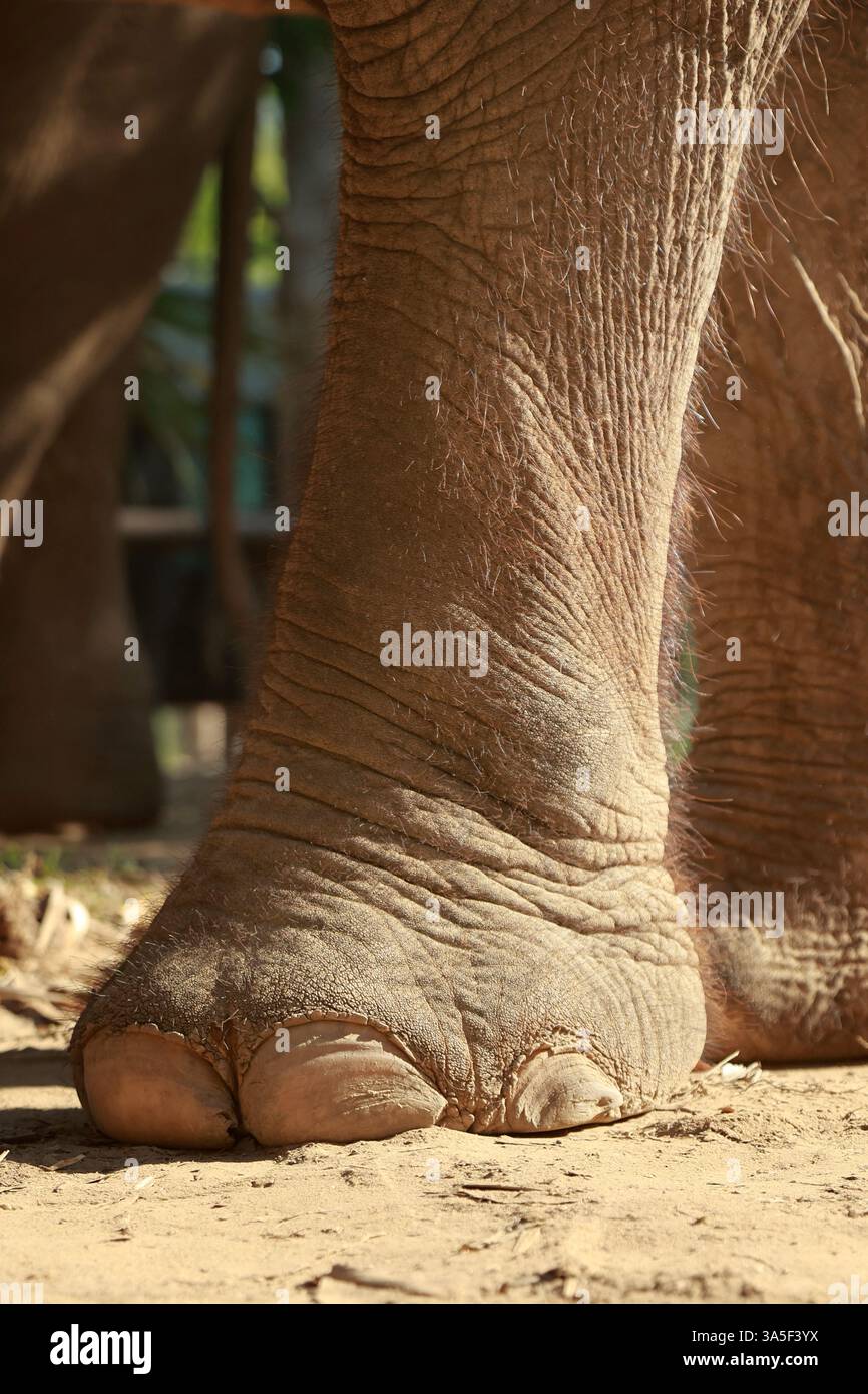 close of elephant's feet ,in a south east asian rainforest Stock Photo ...