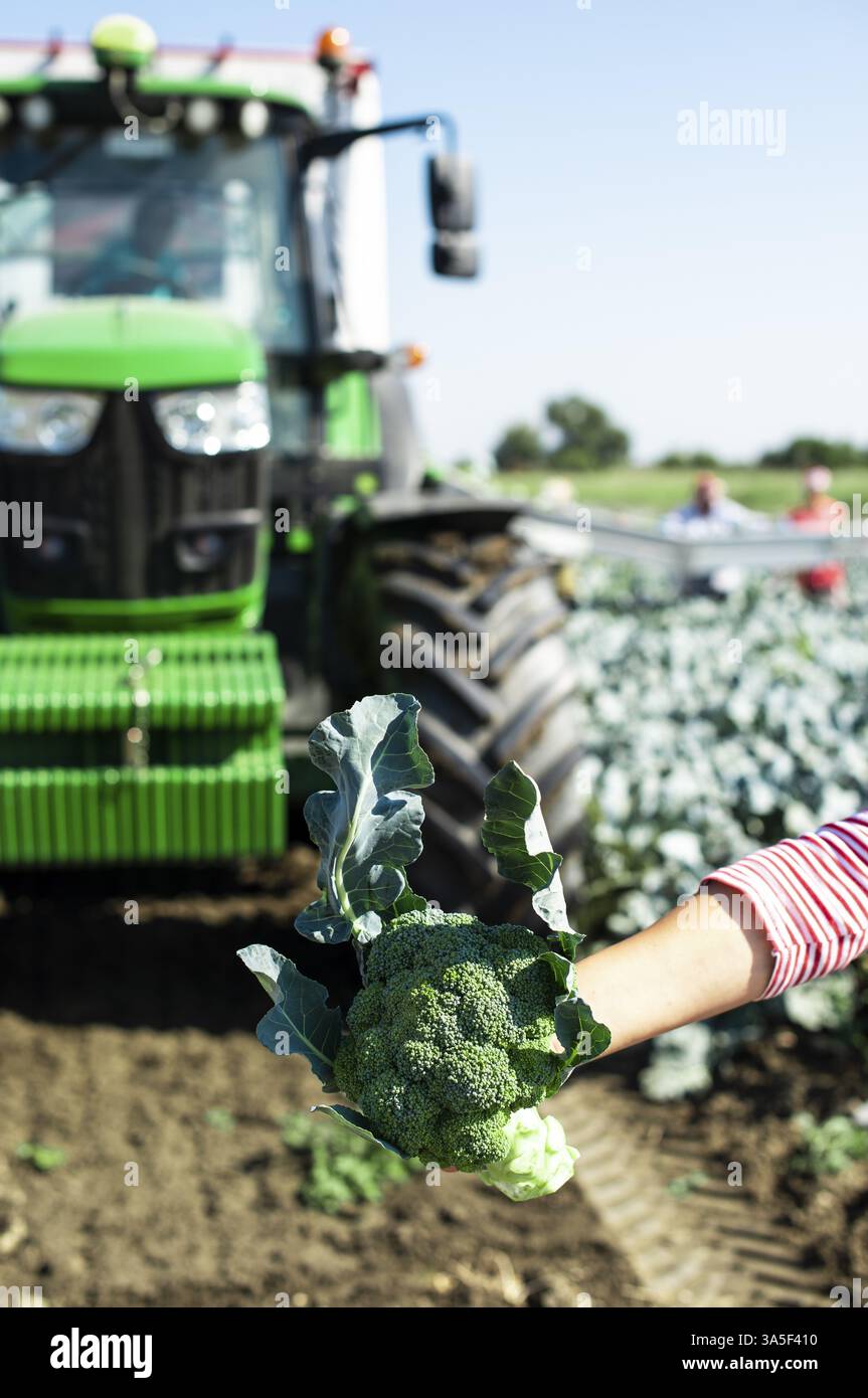 Worker shows broccoli on plantation. Picking broccoli. Tractor and ...
